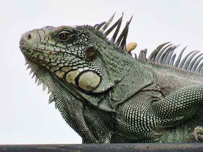 Hotel Anamela - Mani, Casanare