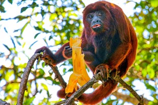 Anamela Aventura - Hotel Anamela - Mani, Casanare